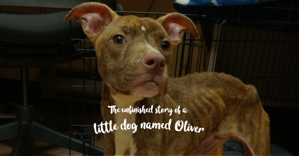 The unfinished story of a little dog named Oliver